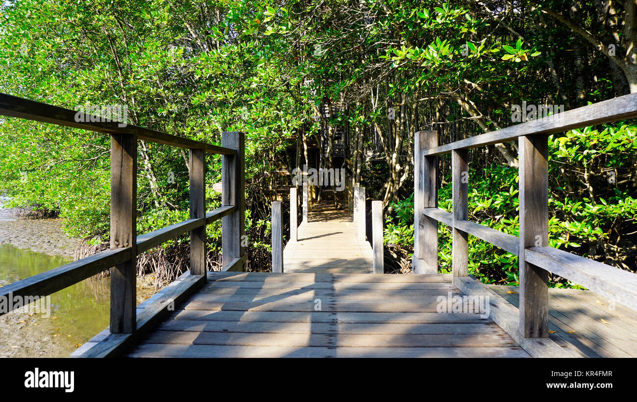 forest mangrove and the bridge walkway Stock Photo - Alamy