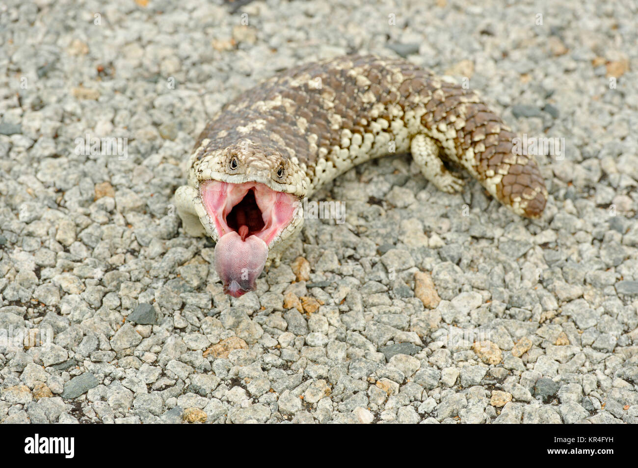 Lesueur national park hi-res stock photography and images - Alamy