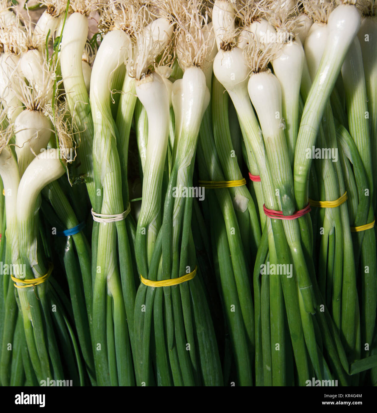 Close up of fresh green onions in the market Stock Photo - Alamy
