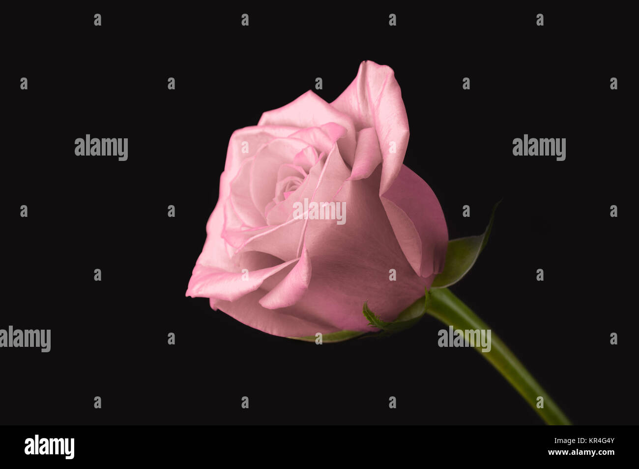 pink rose with green stem Stock Photo - Alamy