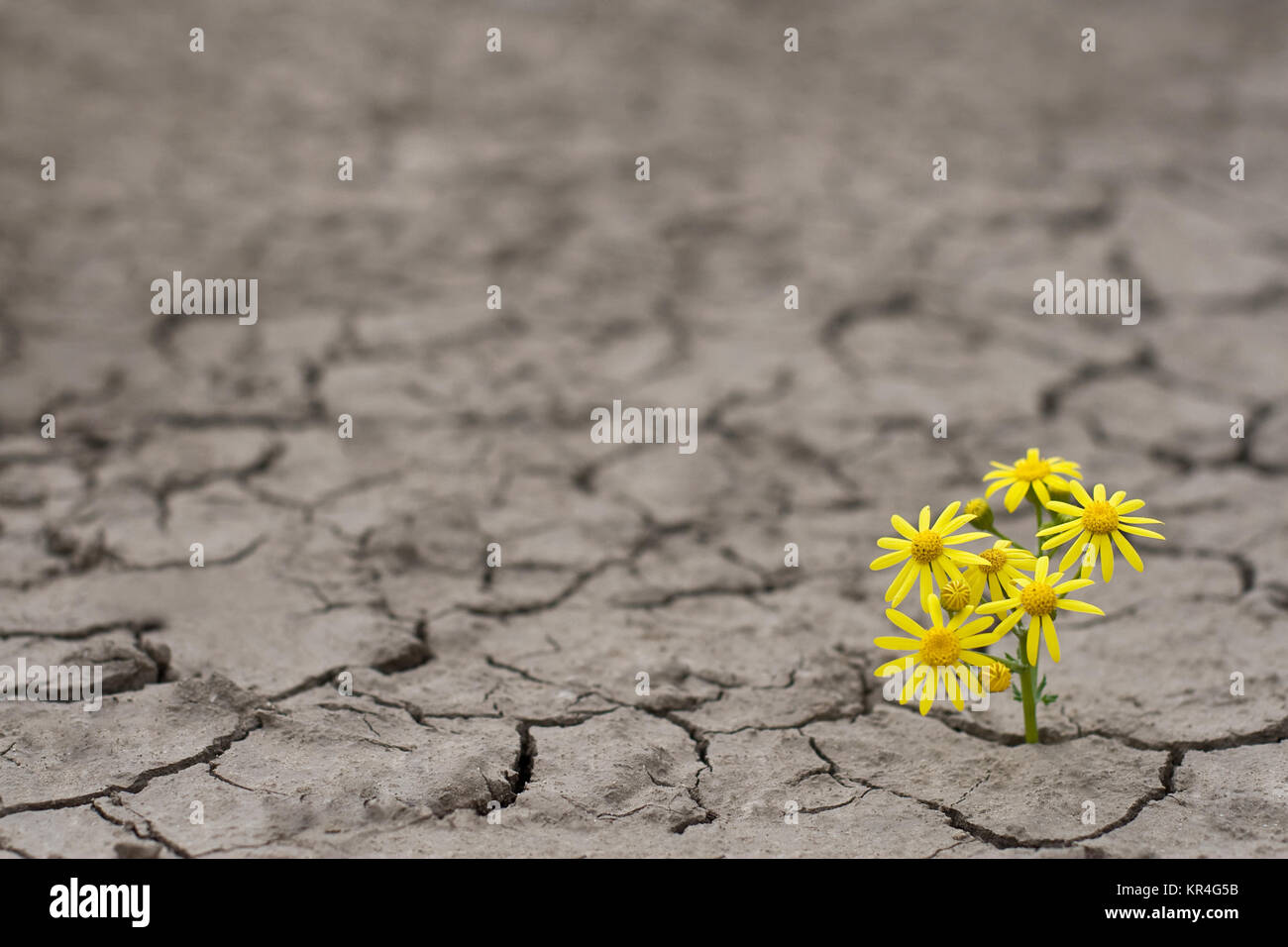 Life in extreme conditions Stock Photo - Alamy