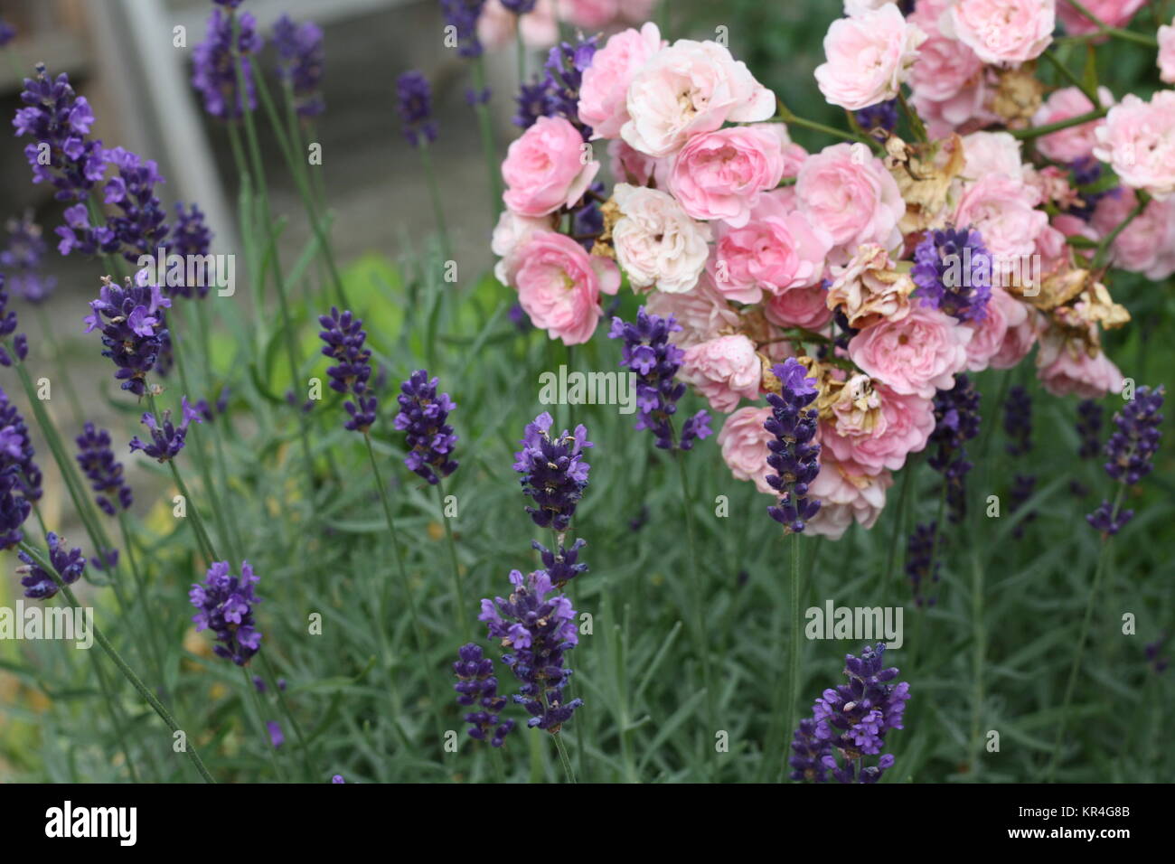 roses and lavender Stock Photo - Alamy