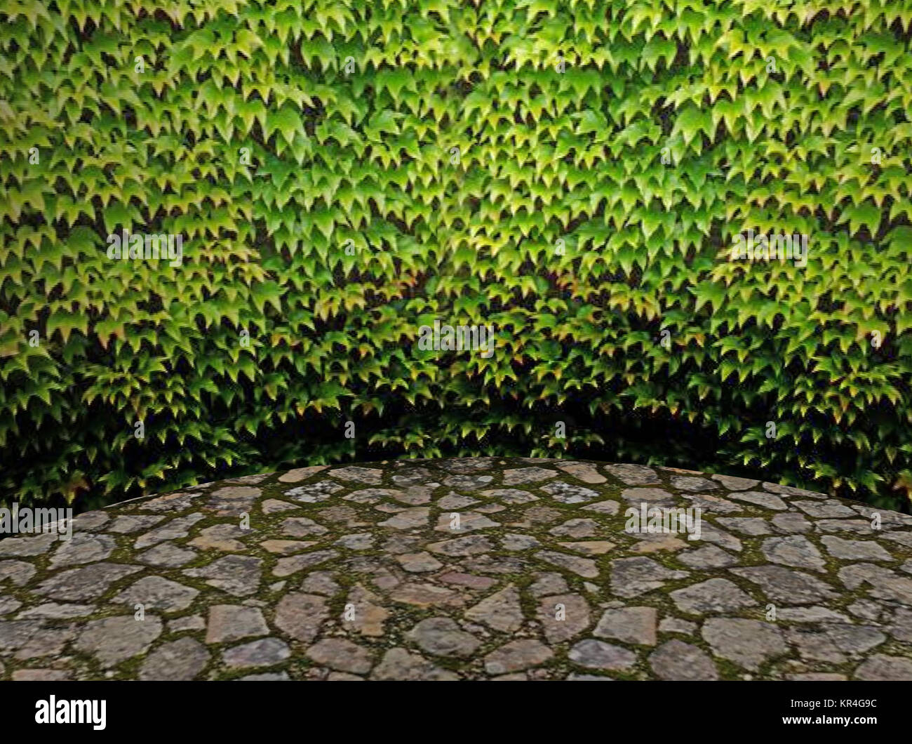 buxbaum hedge in the garden Stock Photo - Alamy
