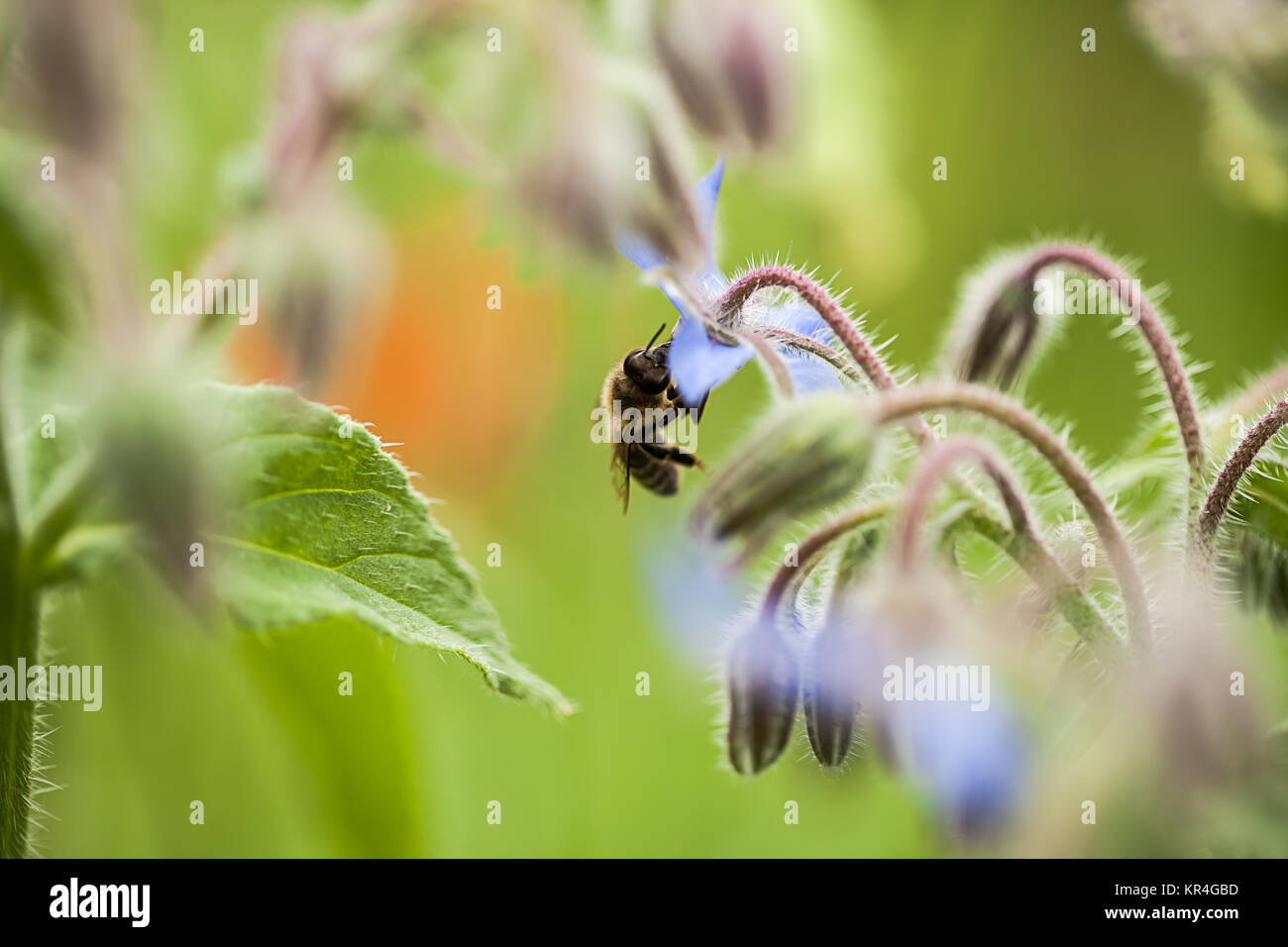 Borretsch (Borago officinalis Stock Photo - Alamy