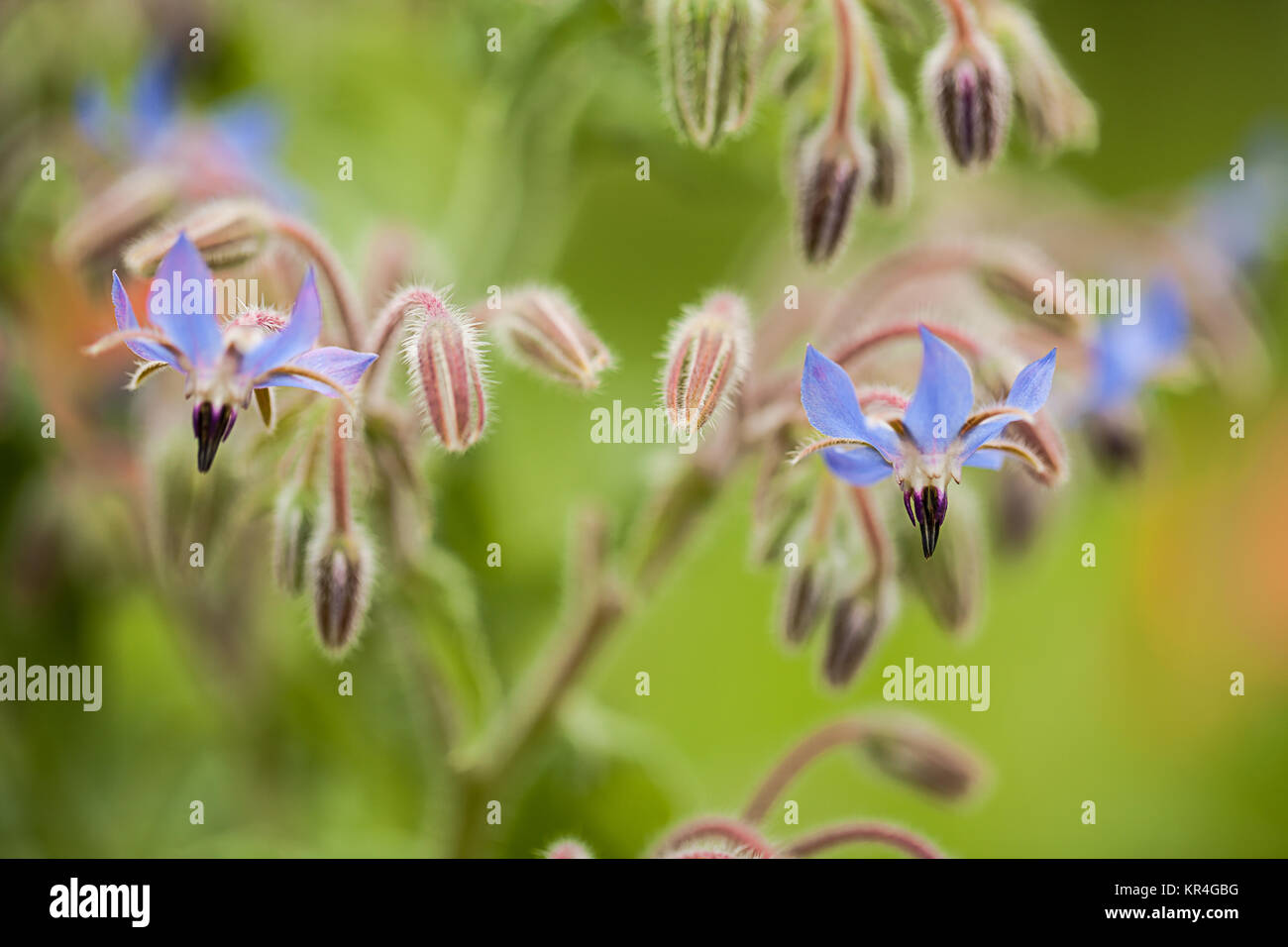 Borretsch (Borago officinalis Stock Photo - Alamy
