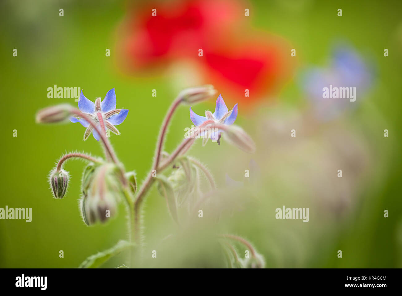 Borretsch (Borago officinalis Stock Photo - Alamy
