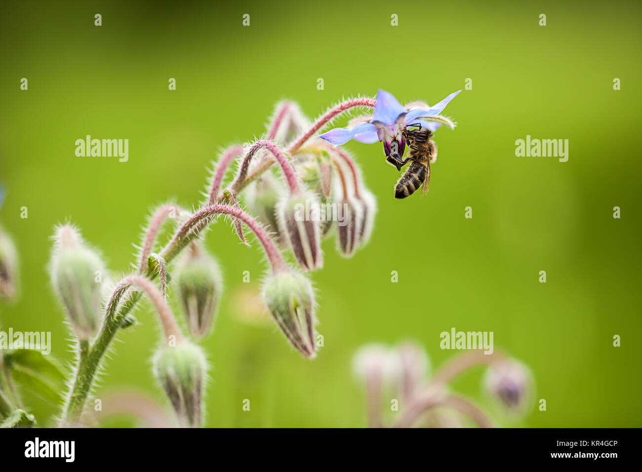 Borretsch (Borago officinalis Stock Photo - Alamy