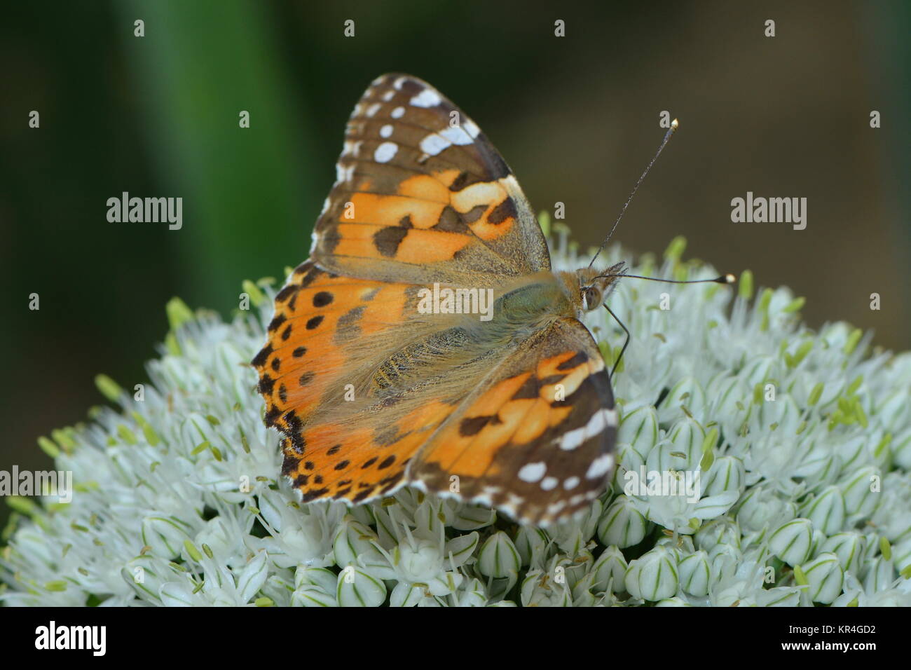 painted lady on garlic flower Stock Photo - Alamy