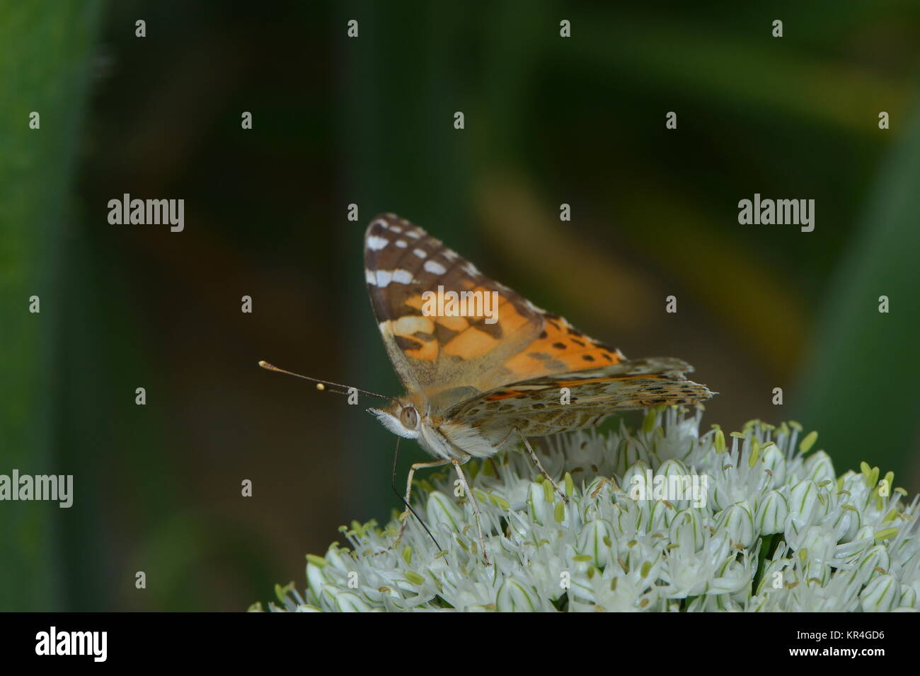 painted lady on garlic flower Stock Photo - Alamy