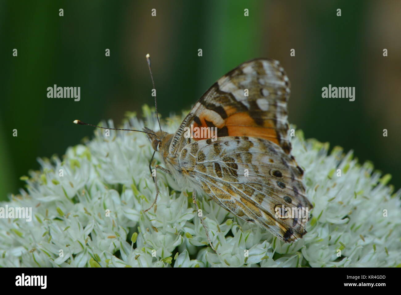 painted lady on garlic flower Stock Photo - Alamy