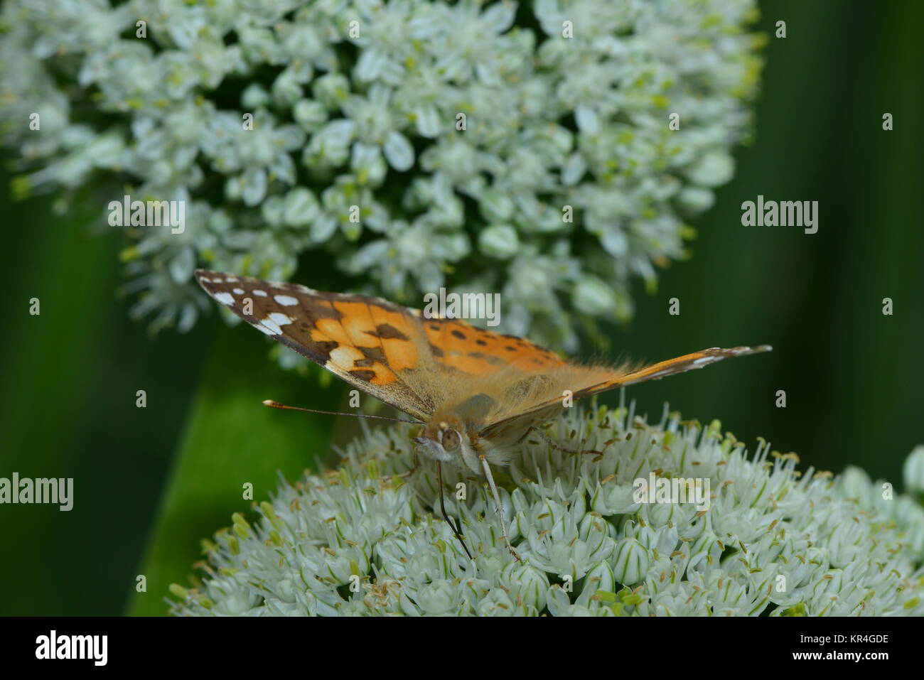 painted lady on garlic flower Stock Photo - Alamy
