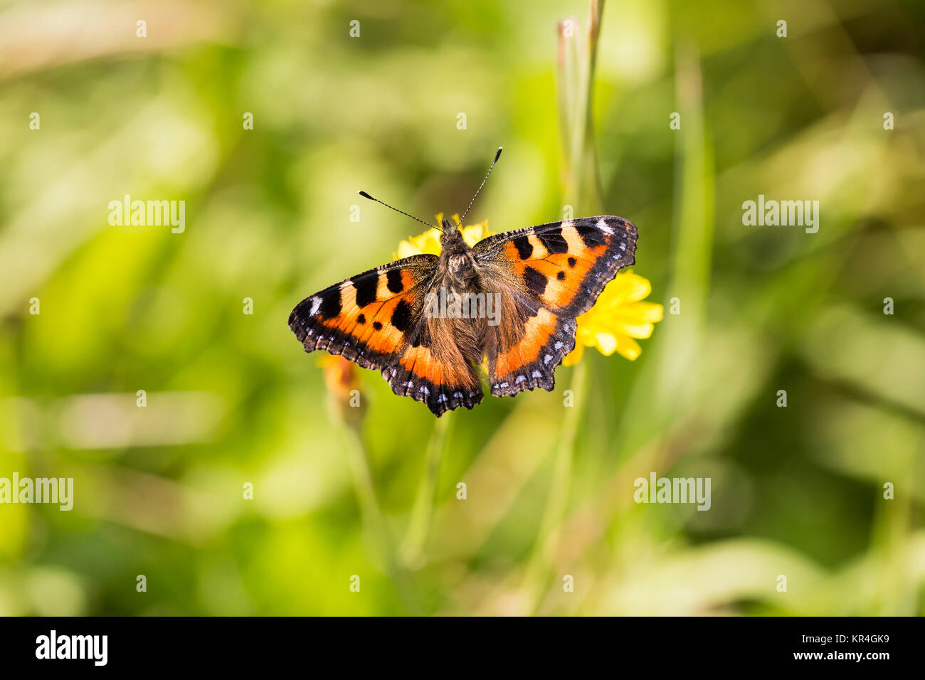 Small Tortoiseshell Butterfly Stock Photo - Alamy