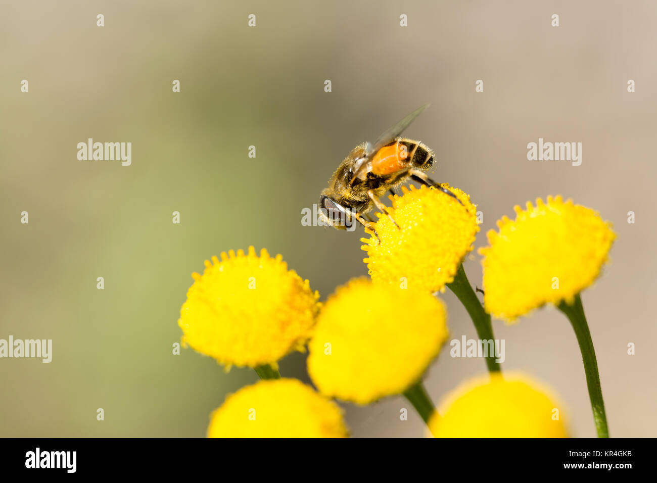 Insect flower plant flowers hi-res stock photography and images - Alamy