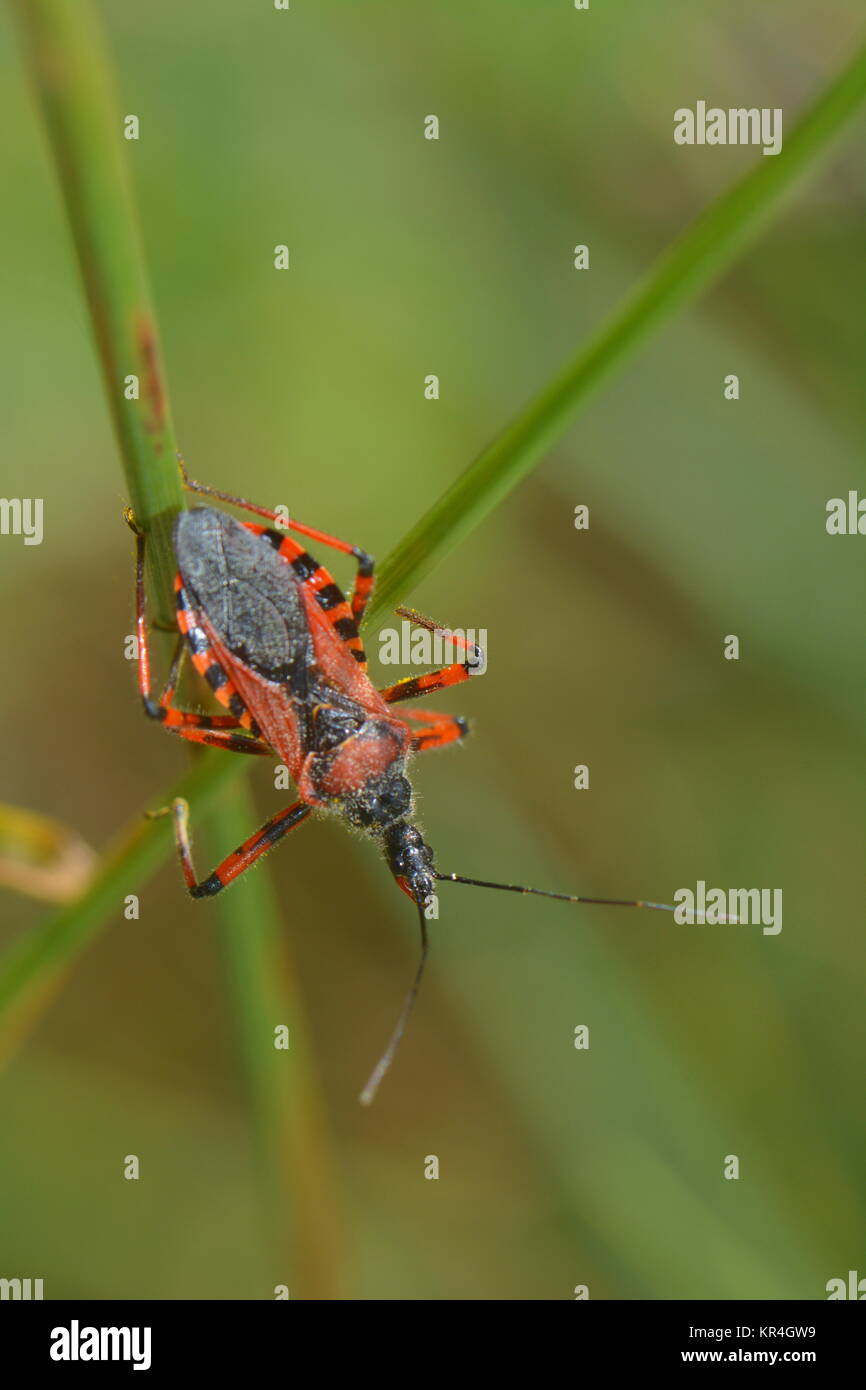 red murder bug on leaf stem Stock Photo - Alamy