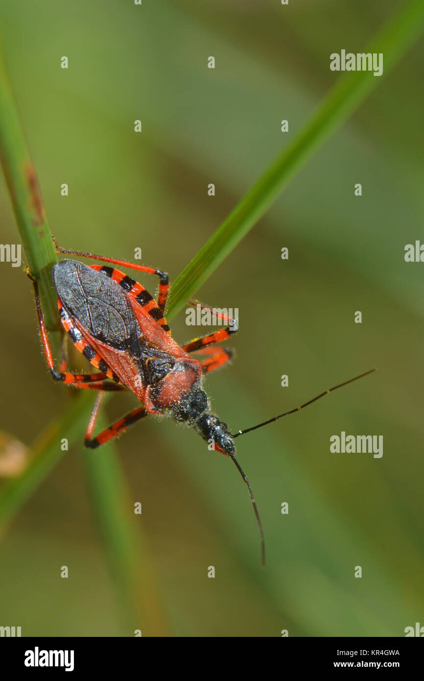 red murder bug on leaf stem Stock Photo - Alamy