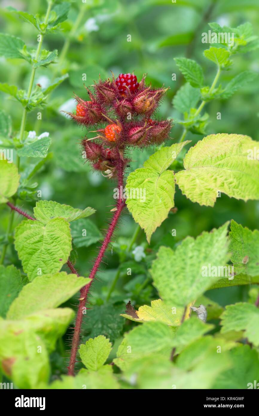 Japanese Wineberry / RedBrine Raspberry / Japanese Wine Berry Stock ...