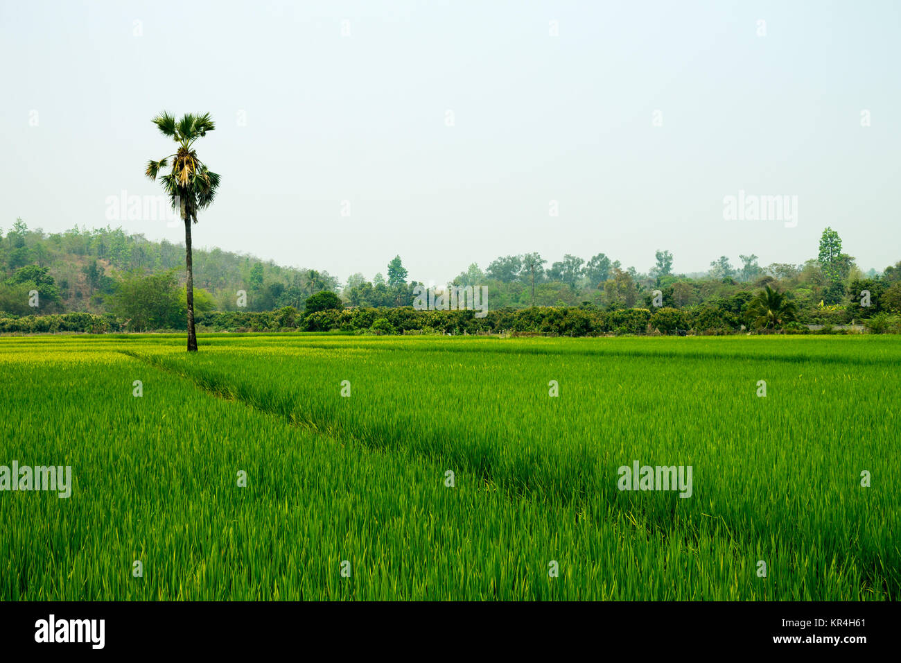 Landscape in country thailand hi-res stock photography and images - Alamy