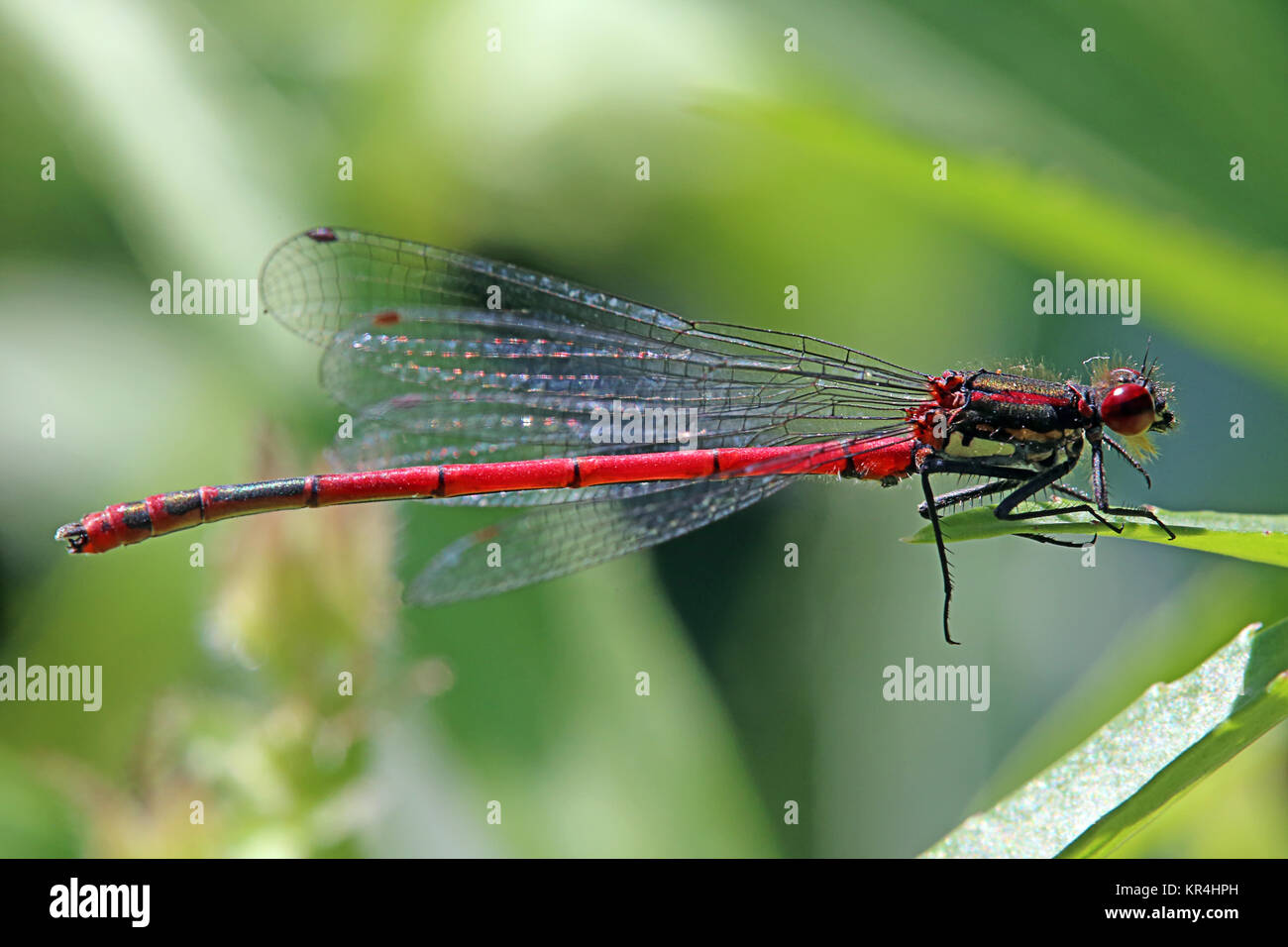 early adonis moth nymphula pyrrhosoma Stock Photo - Alamy