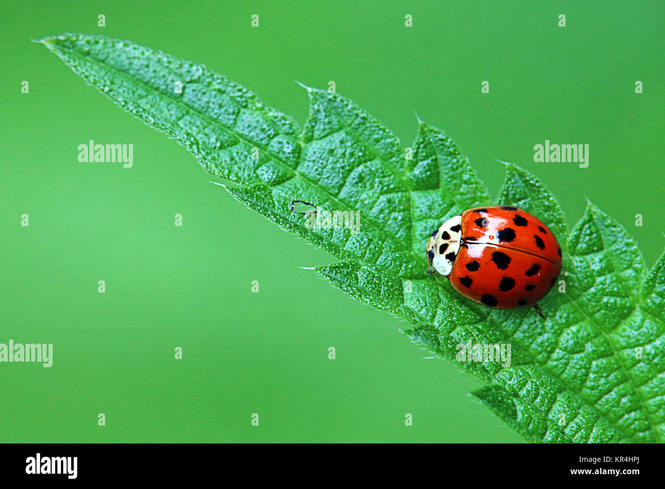 asian lady beetle harmonia axyridis Stock Photo - Alamy