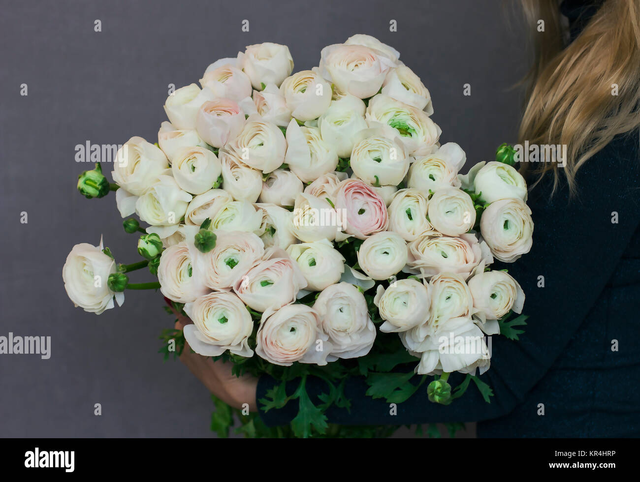 The huge bouquet of white Ranunculus in female hands on a gray ...
