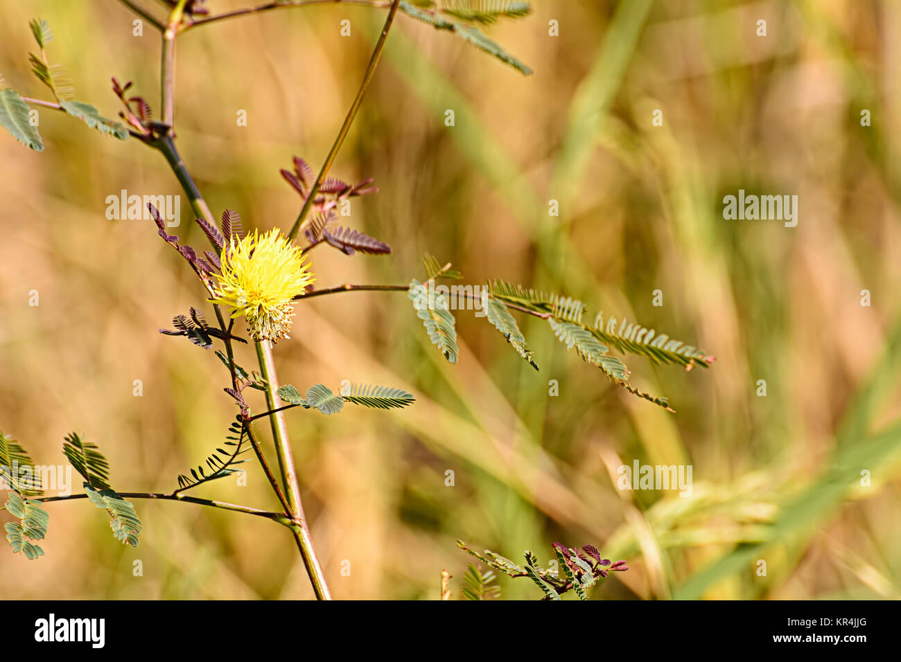 Sensitive plant flower Stock Photo - Alamy