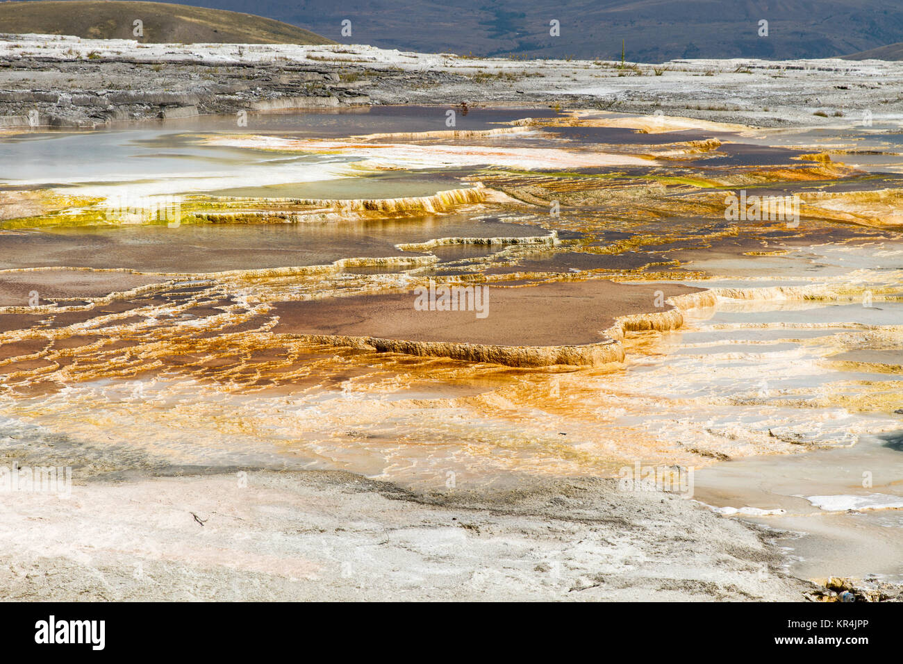 Canary Spring, Yellowstone National Park, Wyoming, USA Stock Photo - Alamy