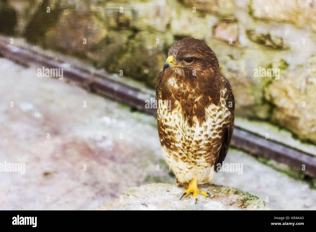 Marsh living bird hi-res stock photography and images - Alamy