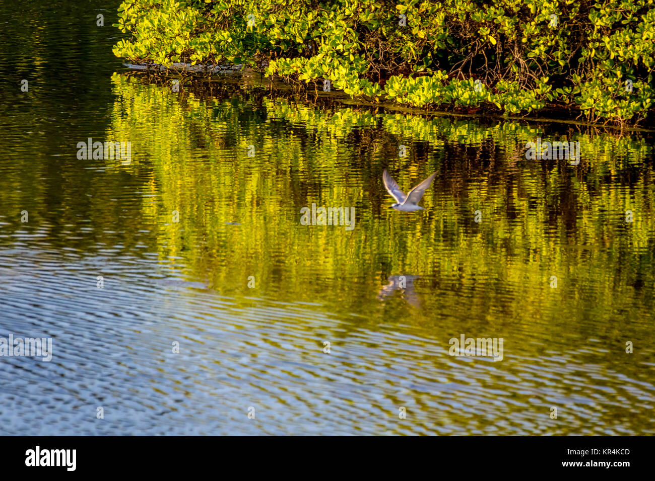 Reflection on the pond Stock Photo - Alamy