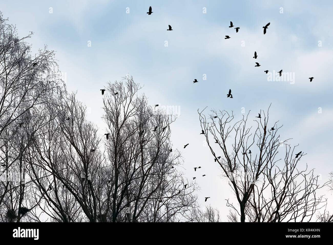 Ravens and crows among the bare trees Stock Photo - Alamy