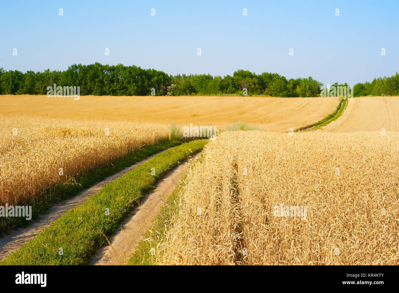 Lane through the wheat field Stock Photo - Alamy