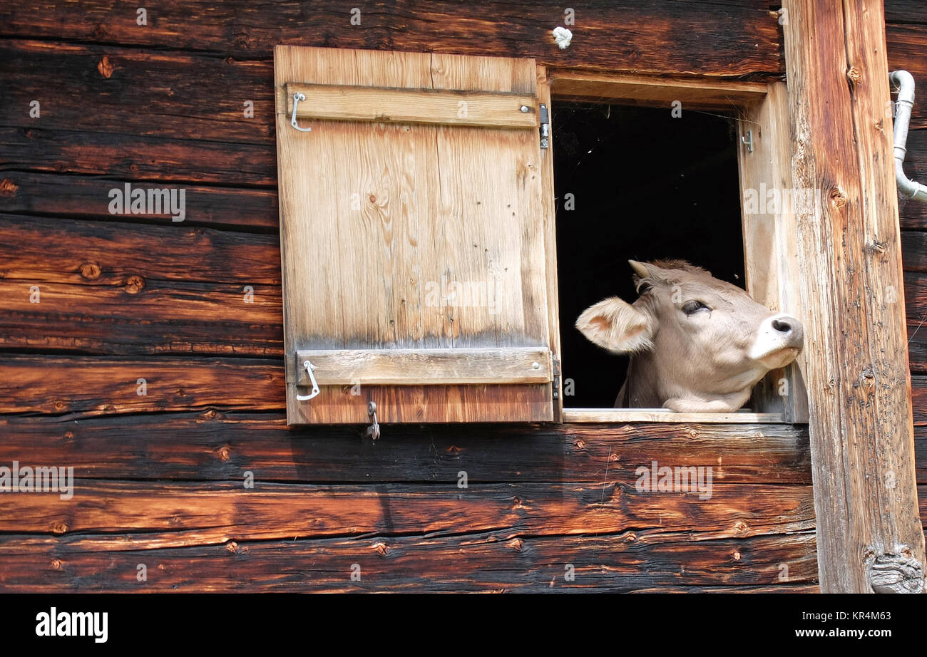 cow at the stable window Stock Photo - Alamy