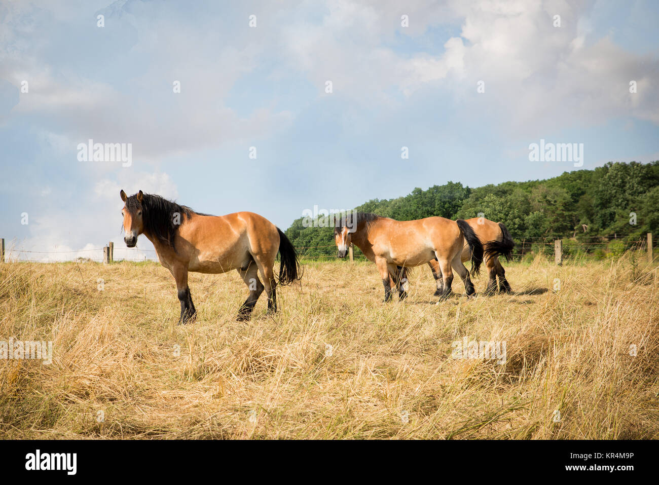 Horses on the paddock Stock Photo - Alamy