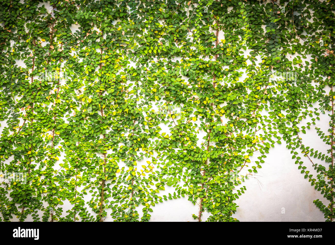 Green plants on concrete wall Stock Photo - Alamy
