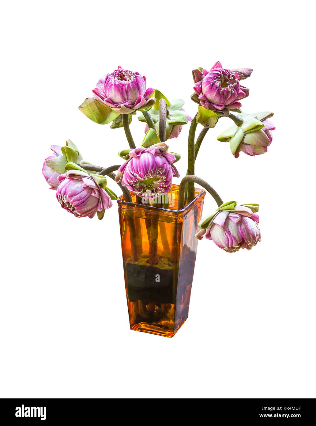 Pink lotus flowers in vase isolated Stock Photo - Alamy