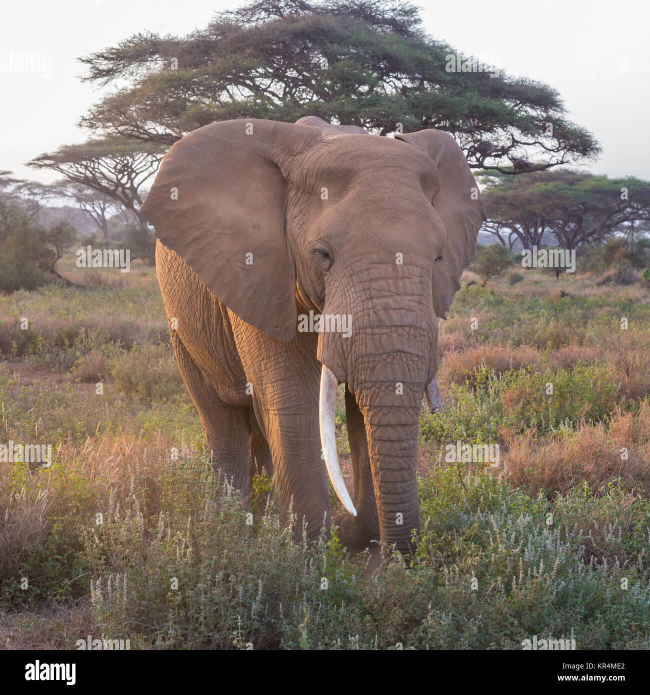 Elephant in front of Kilimanjaro, Amboseli, Kenya Stock Photo - Alamy