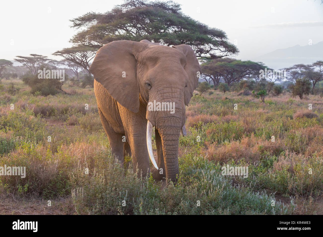 Elephant in front of Kilimanjaro, Amboseli, Kenya Stock Photo - Alamy