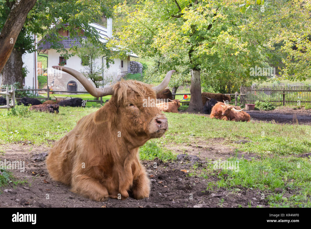 Red haired Scottish highlander cow Stock Photo - Alamy
