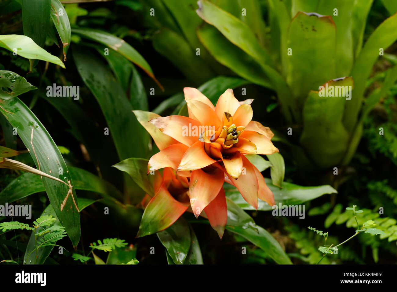 Bromelia tropical hi-res stock photography and images - Alamy
