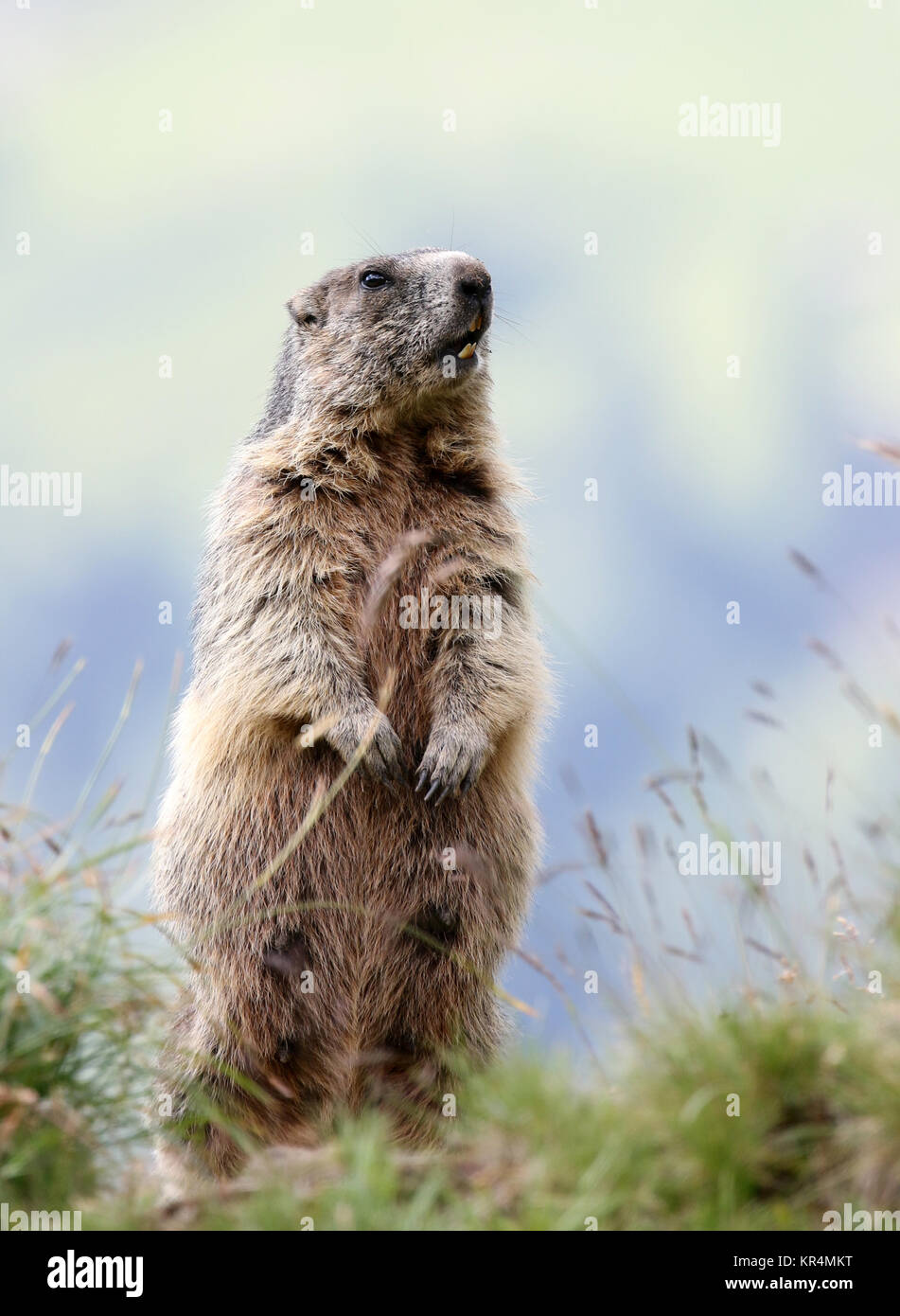 Alp groundhog marmota marmota hi-res stock photography and images - Alamy