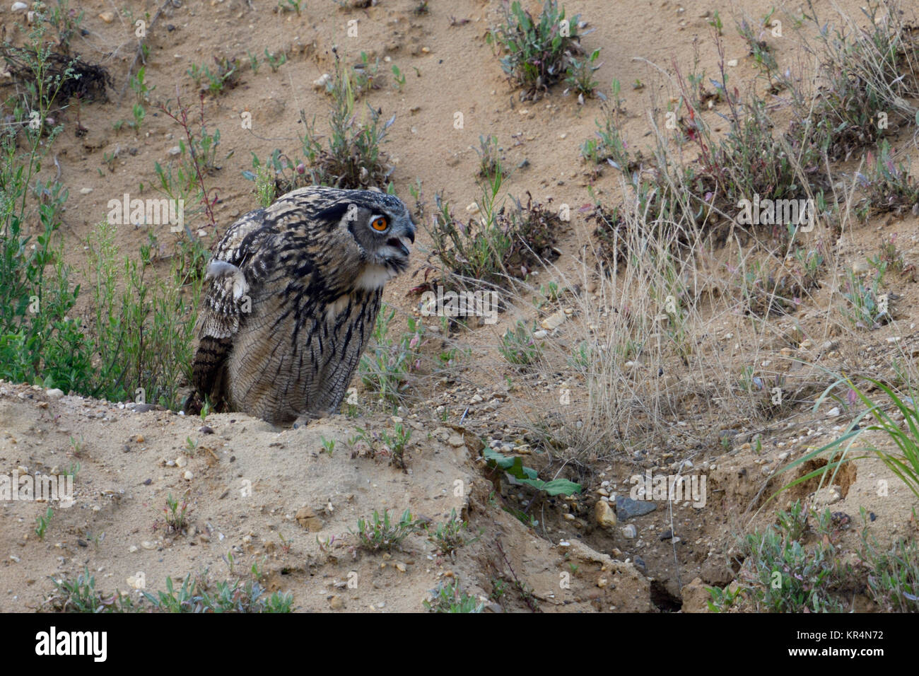 Eurasian Eagle Owl / Uhu ( Bubo bubo ) young bird, perched on top of a ...