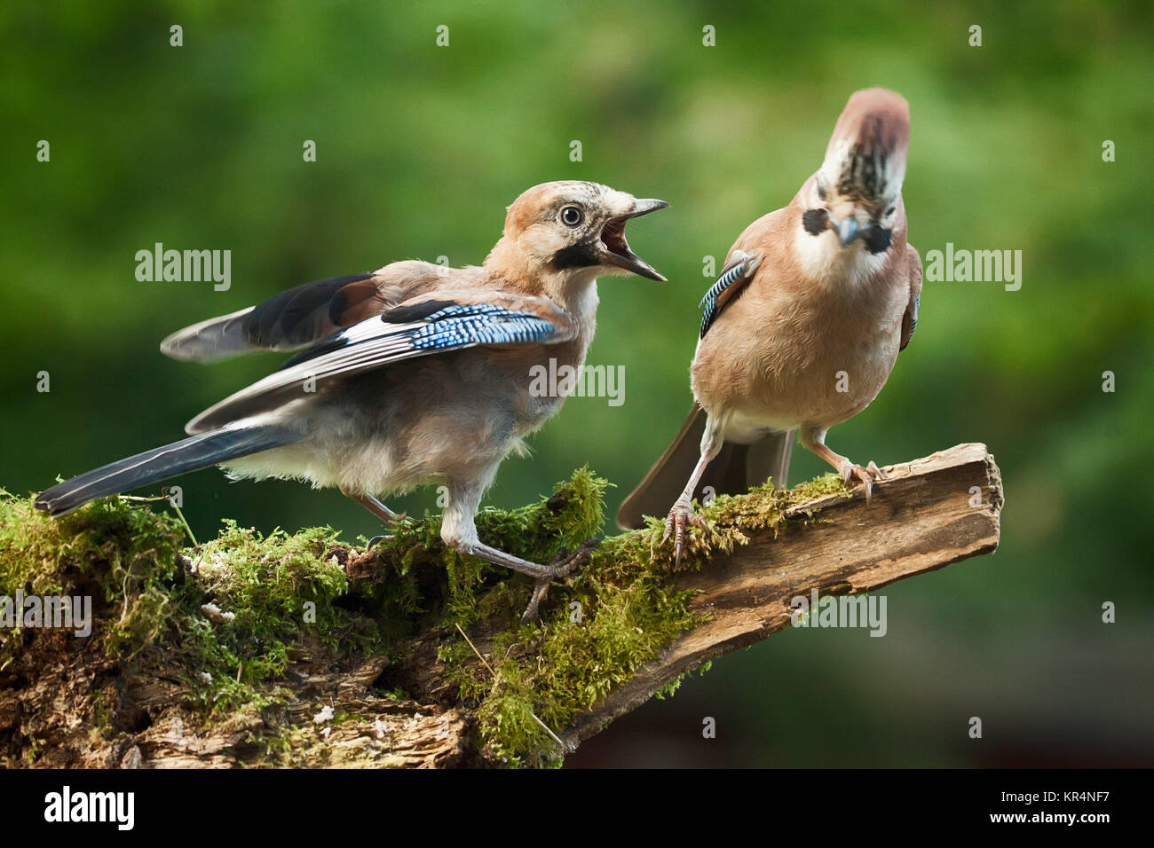 Form ma hi-res stock photography and images - Alamy