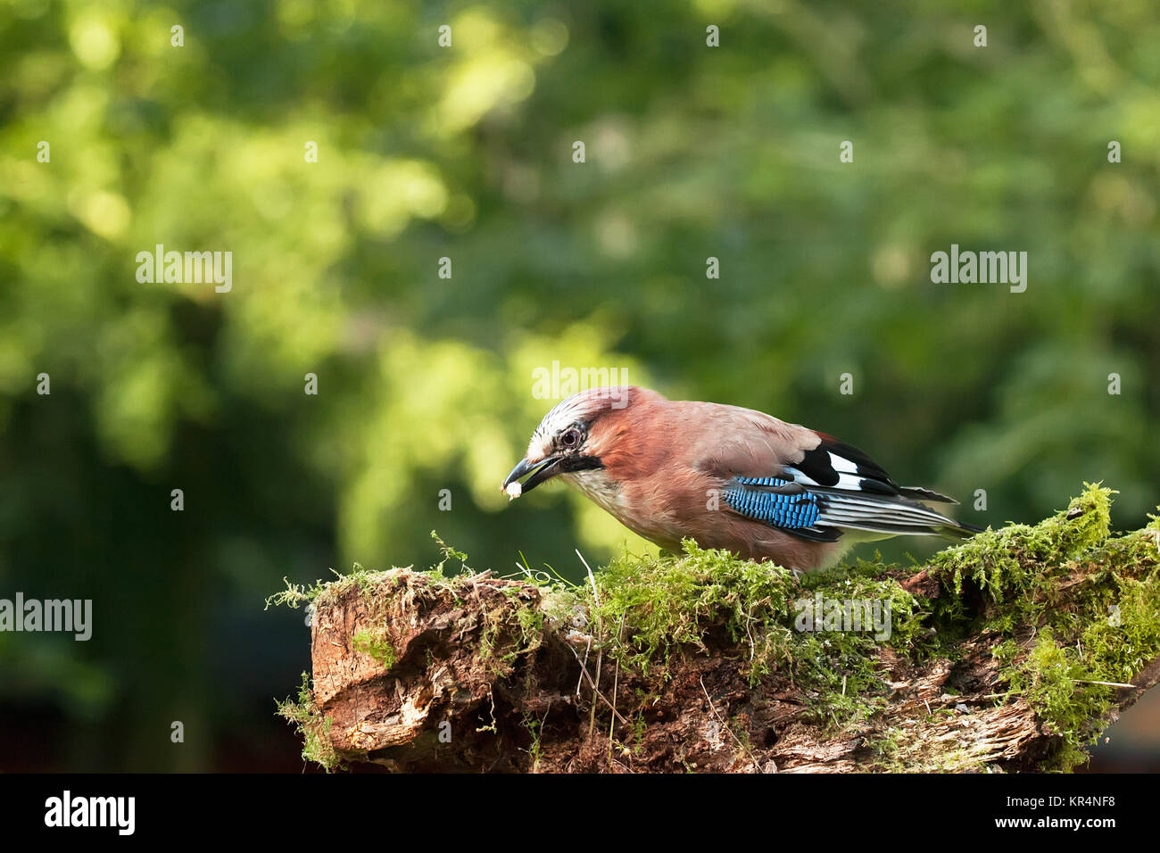 Single Jay bird feeding Stock Photo - Alamy