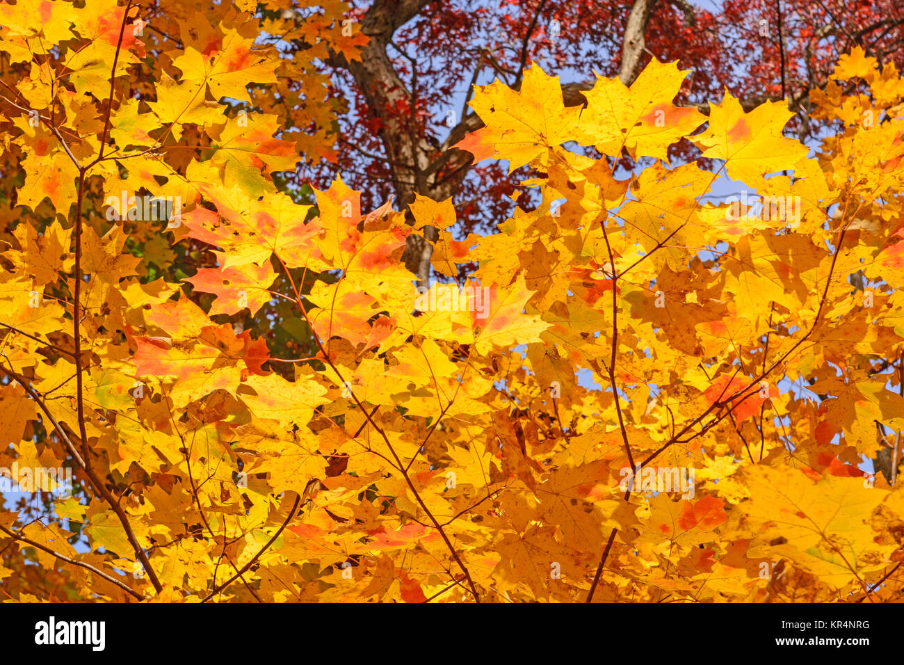 Maple Leaves in Fall Colors Stock Photo - Alamy