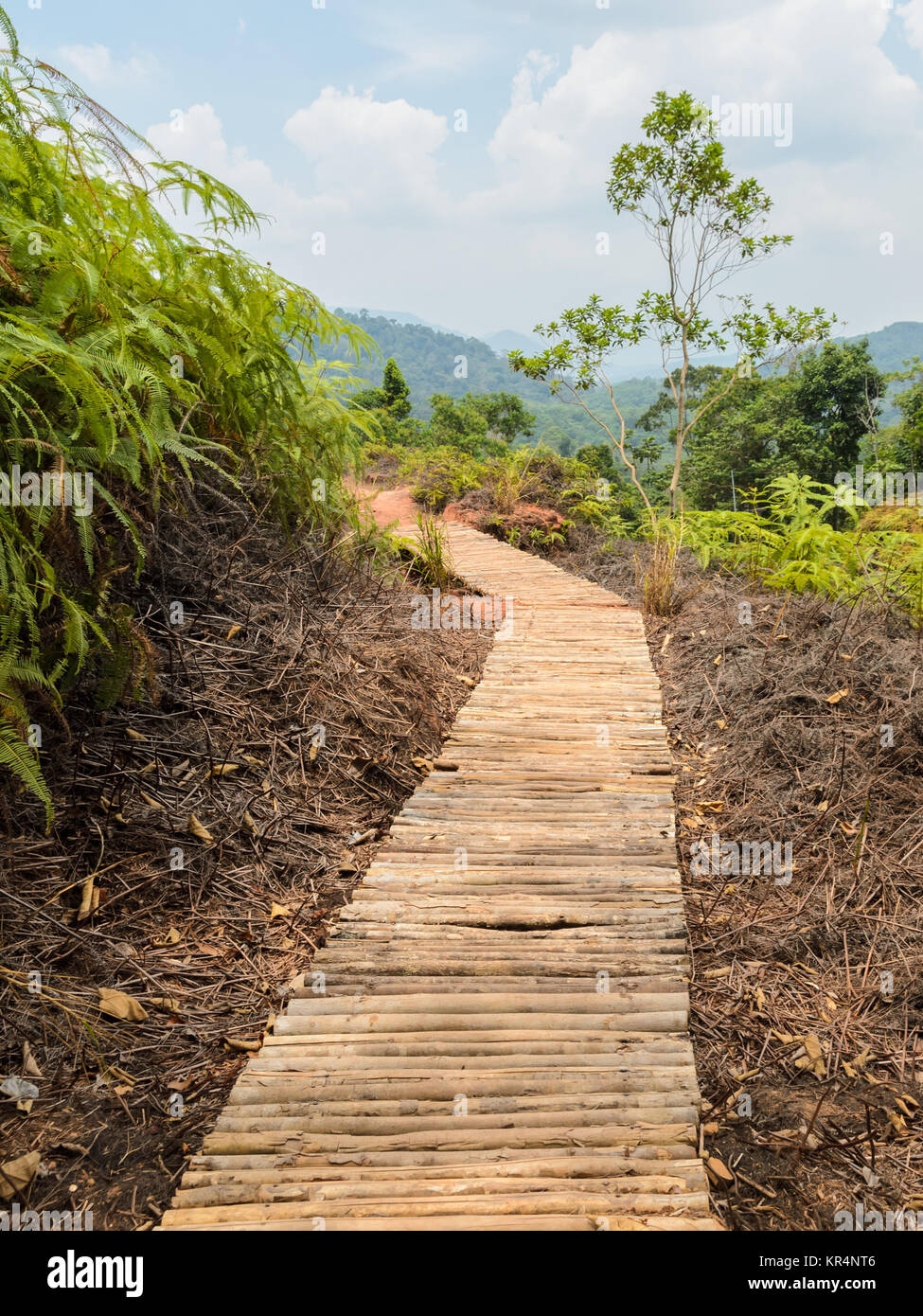 Wooden walkway through a forest Stock Photo - Alamy