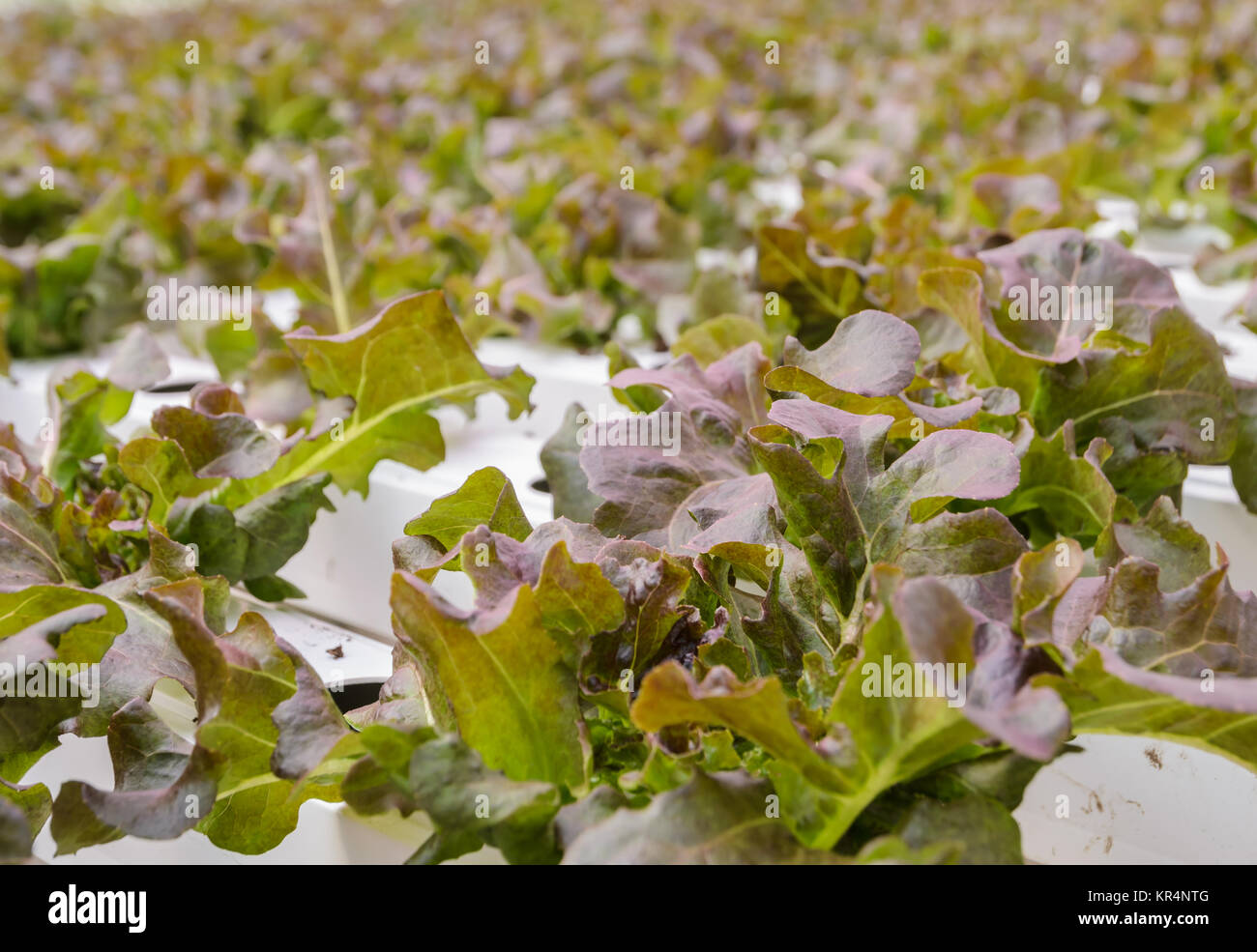 Close up of red oak leaf lettuce vegetables plantation Stock Photo - Alamy