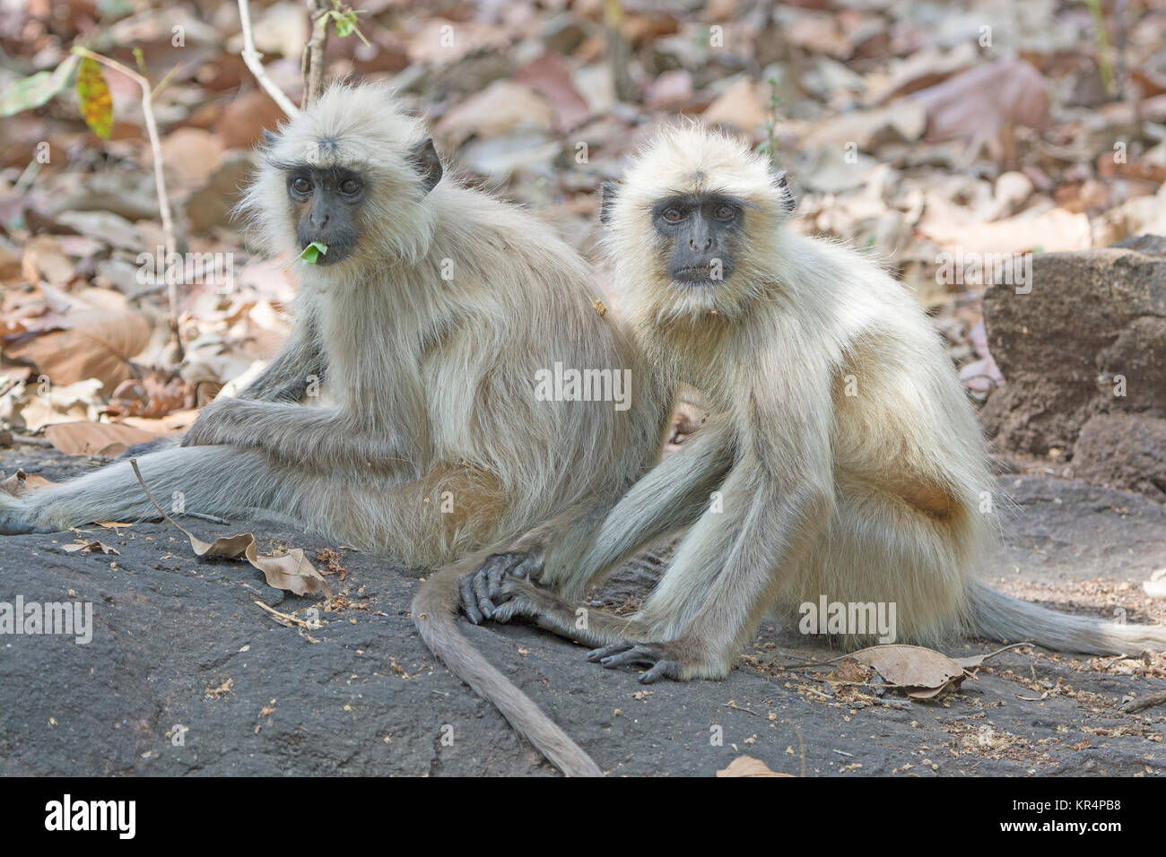 Pair of Langurs in the Forest Stock Photo - Alamy