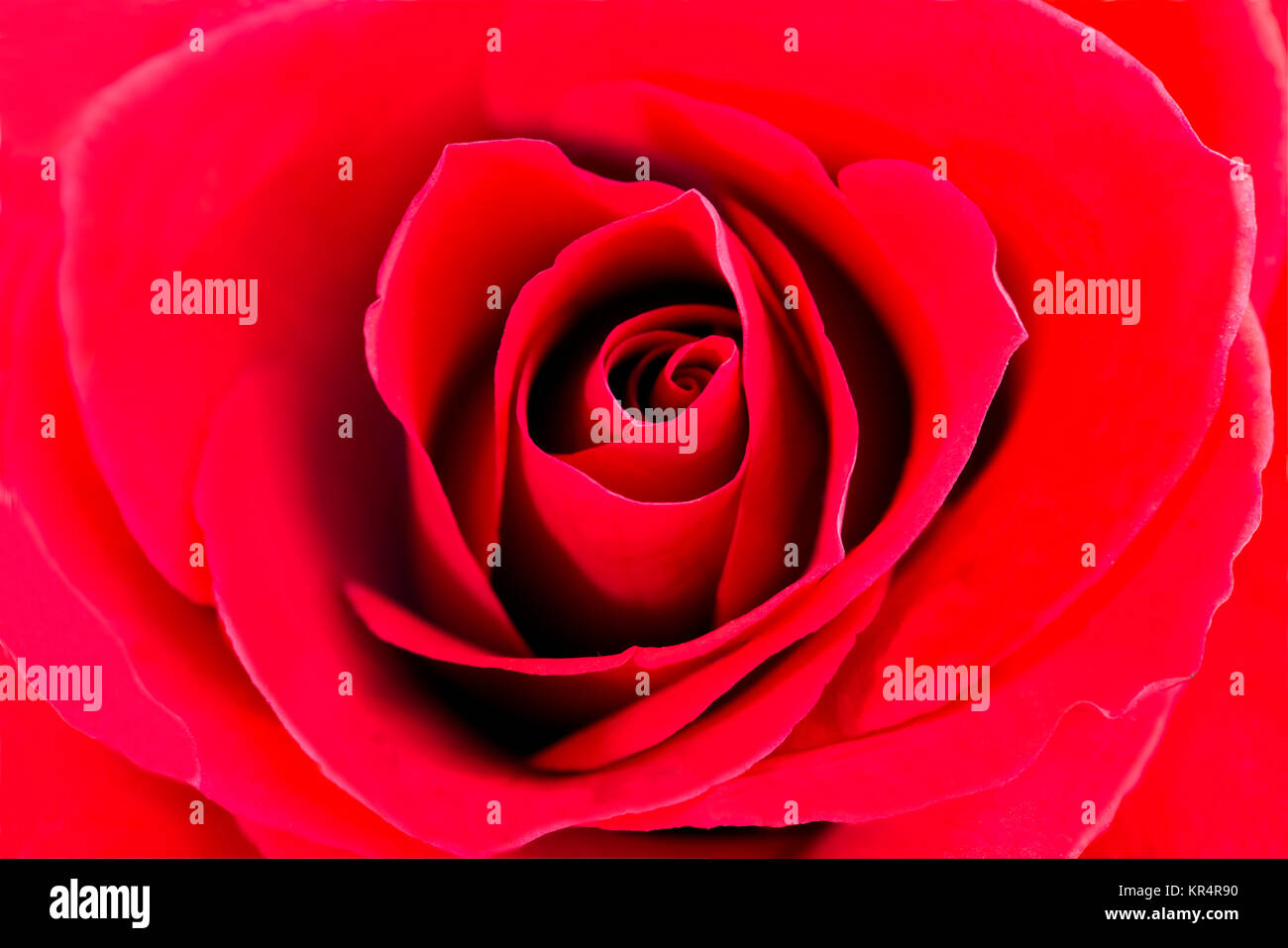 Closeup of red rose top view Stock Photo - Alamy