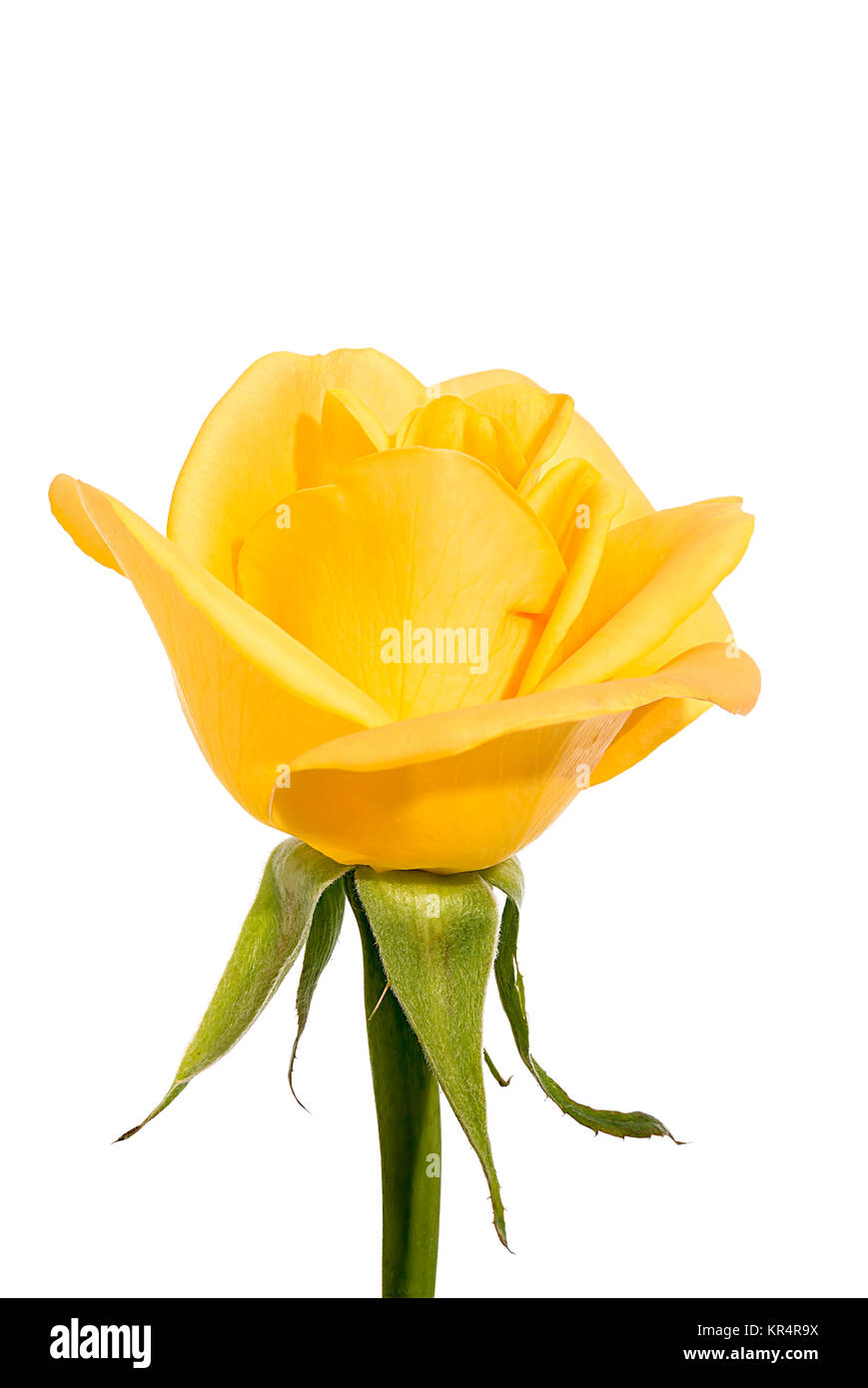 Yellow Rose isolated on a white background Stock Photo - Alamy