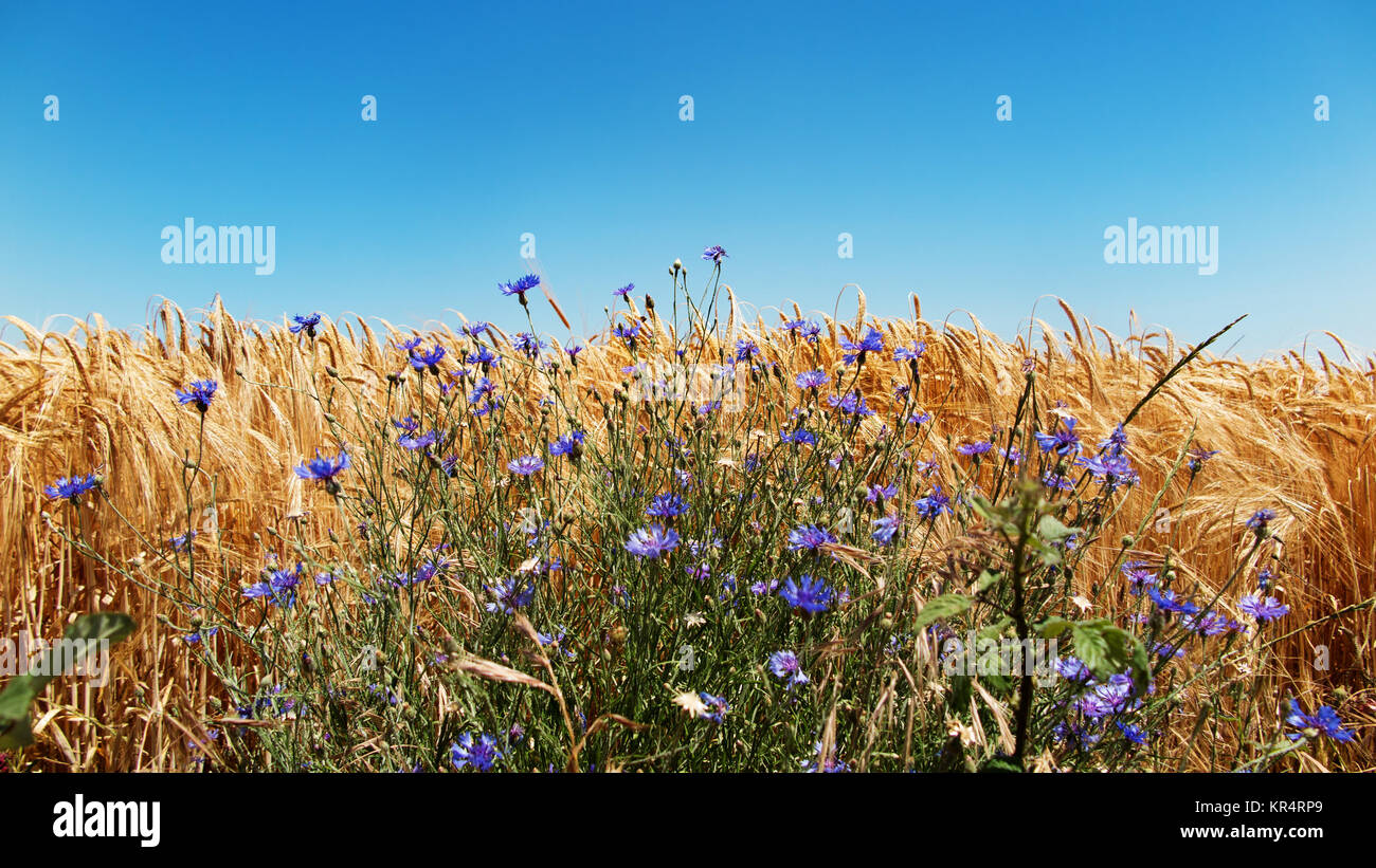flowers in front of a corn field in summer Stock Photo - Alamy