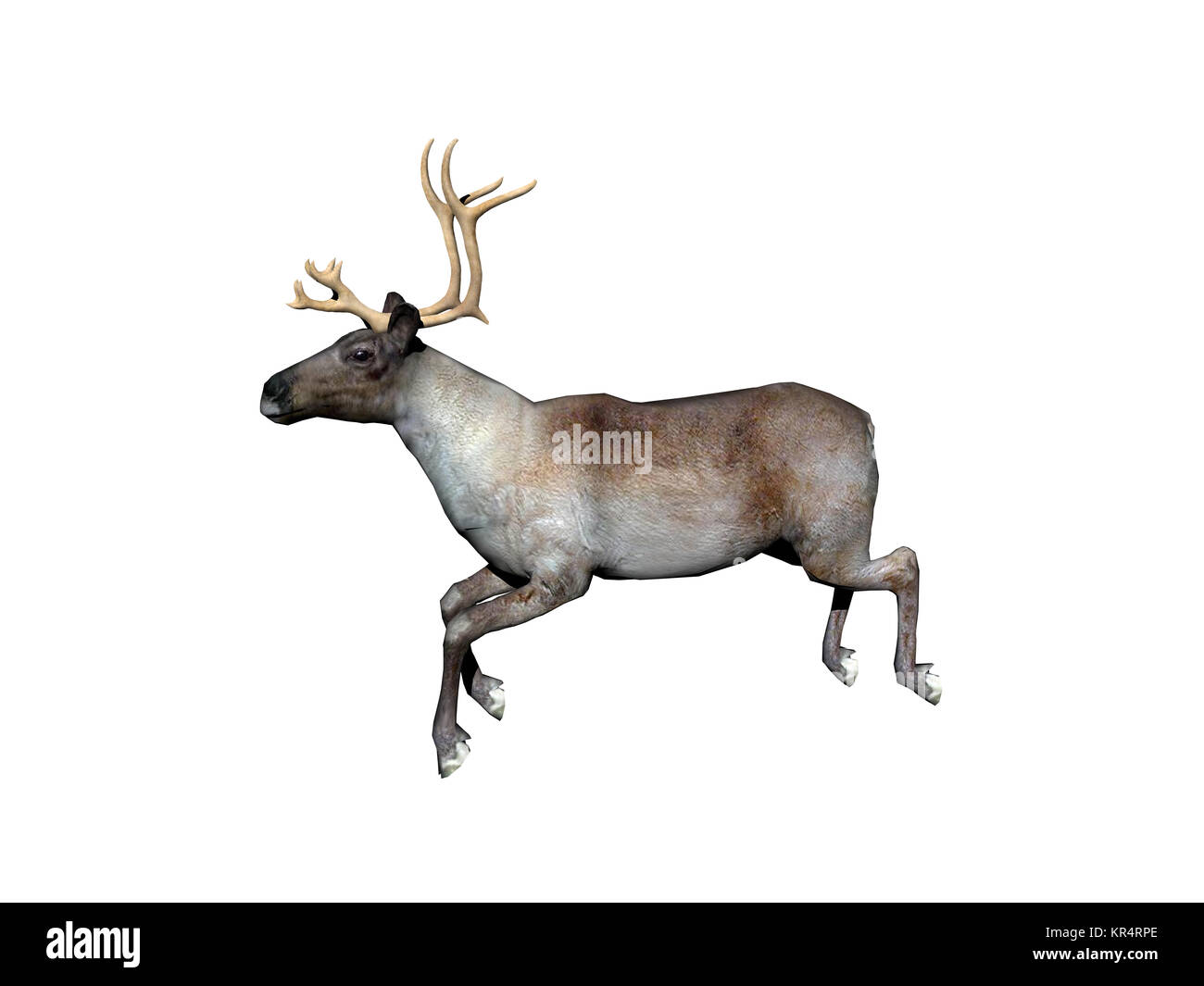 Freed animal hi-res stock photography and images - Alamy